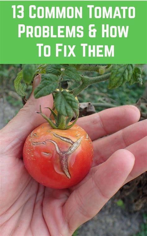 13 Common Tomato Problems How To Fix Them Tomato Plant Care