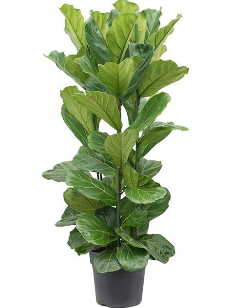 Fikusas Lyrata 150cm Ritos Gėlės