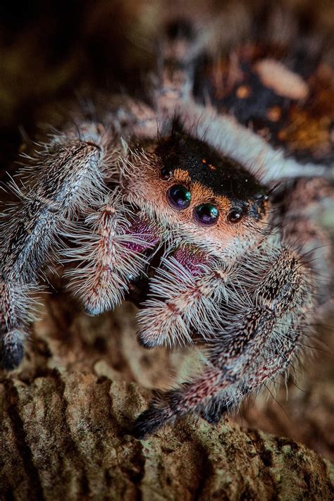 More Pictures Of Charlotte The P Regius Rjumpingspiders