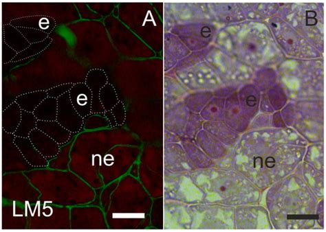 Apoplastic And Symplasmic Markers Of Somatic Embryogenesis
