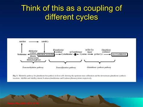 Methylation Cycle And Its Polymorphism Ppt