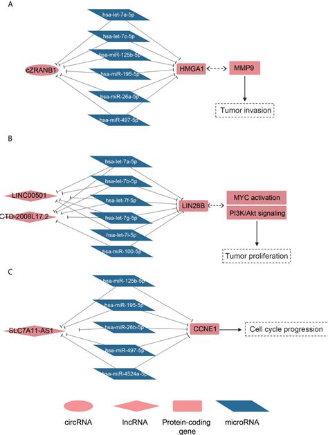 Frontiers Transcriptome Sequencing Of Hepatocellular Carcinoma Uncovers Multiple Types Of