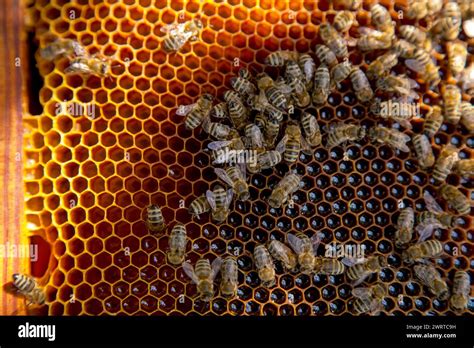 Frames Of A Beehive Just Taken From Beehive With Sweet Honey Busy Bees On The Yellow Honeycomb