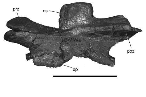 Image Aardonyx 6vertebrapng Prehistory Wiki Fandom Powered
