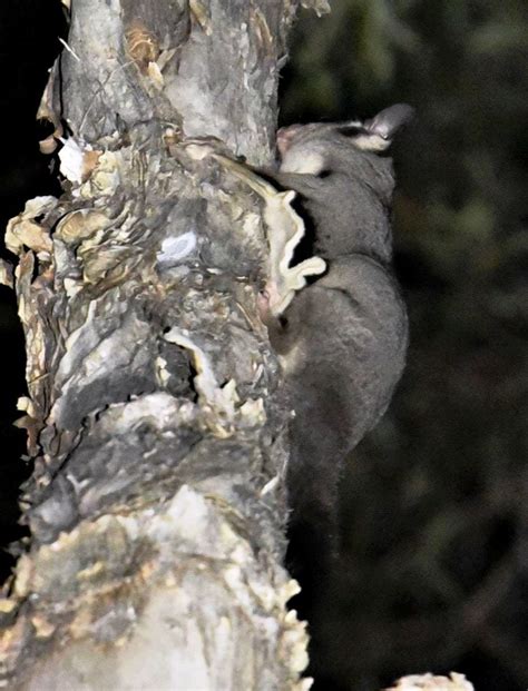 Squirrel Glider Central Qld Coast Landcare Network