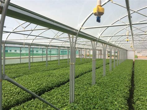 Overhead Irrigation System 21ft Wide Multi Span Polytunnel Northern