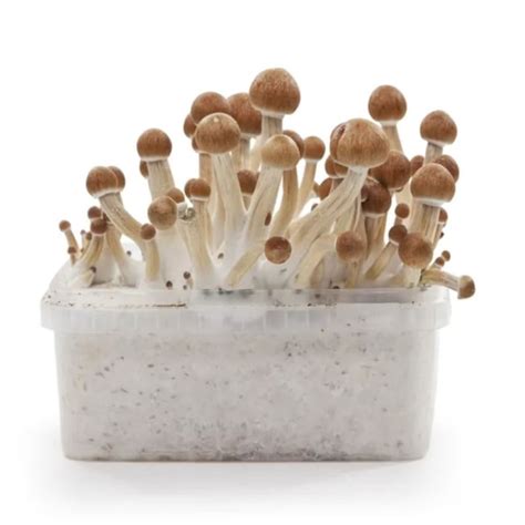 Magic Mushroom Grow Kit Discreet Delivery Smokinghotxl