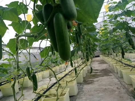 Growing Cucumbers In Hydroponics A Comprehensive Guide