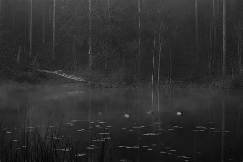 Small Trees On Behance