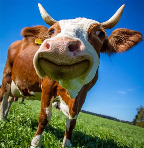 Download A Cow In A Field Wallpapers Com