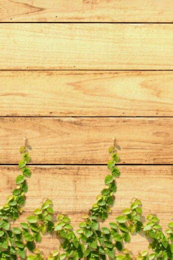 Ficus Pumila Care Best Secrets 101 Keep Your Fig In Great Shape