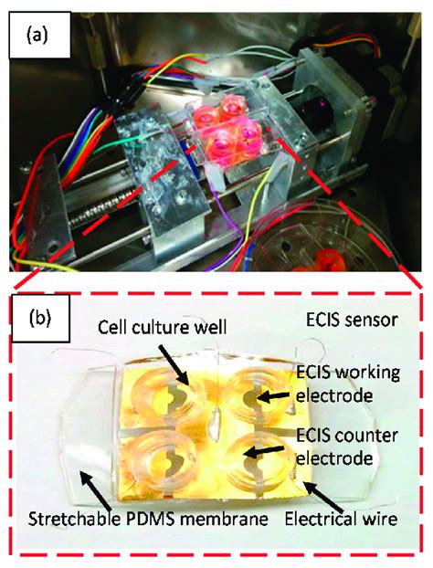 a a linear motor was used to cyclically stretch the stretchable ecis