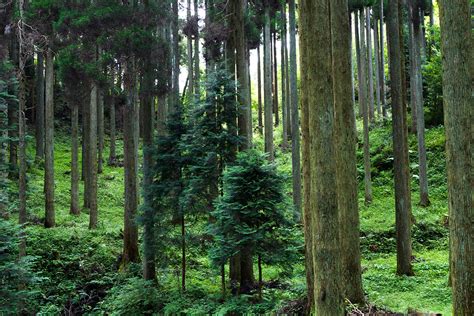 熊本県南小国町《喫茶 竹の熊》小国ならではの自然環境を生かして誕生する「小国杉」 Discover Japan ディスカバー・ジャパン