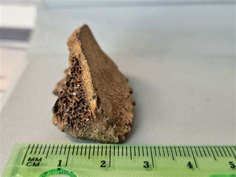Slotted Bone And Whale Tooth Fossil Id The Fossil Forum