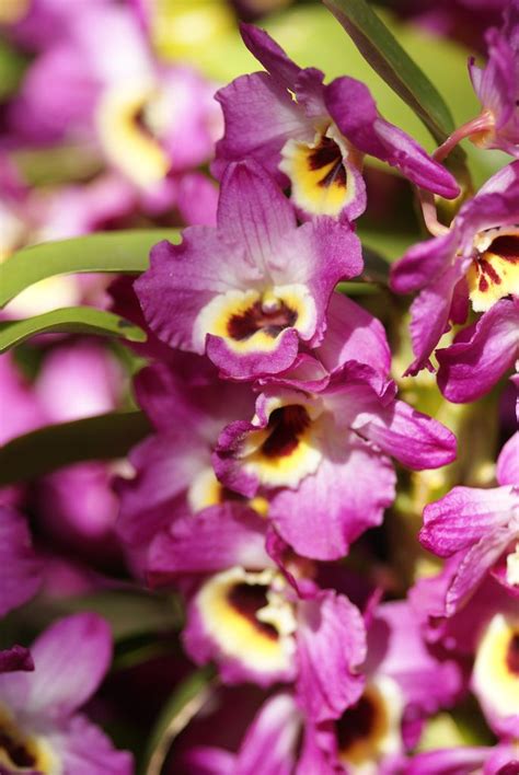 Dendrobium Red Emperor Prince Dendrobium Orchids Planting Flowers