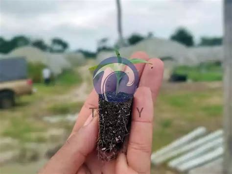 Healthy Root System Is The Key To Plant Nursery