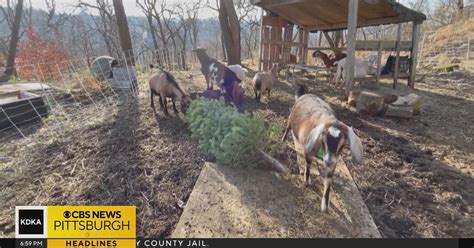 Nonprofit accepting Christmas trees as snacks for goats - CBS Pittsburgh