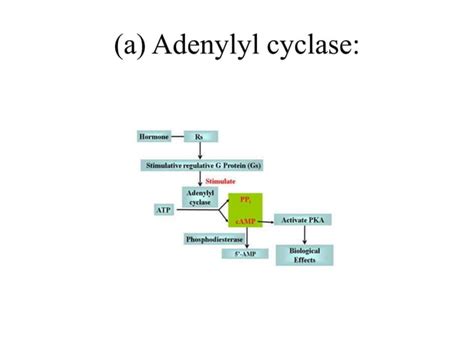 Signal Tranduction Pptx Biological Sciences Science