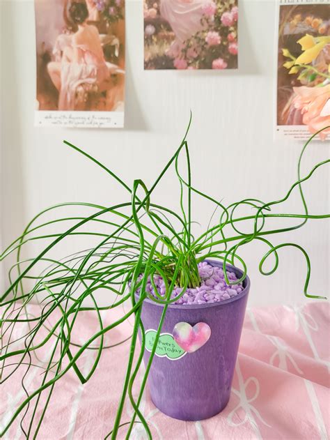 식물 스프링골풀준쿠스 실내음지식물 욕실화분 나선골풀 데스크테리어화분 오늘의집 쇼핑