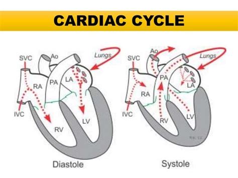 The Cardiac Cycle Ppt