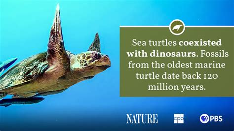 Sea Turtle Age Limit At Hayden Cutlack Blog
