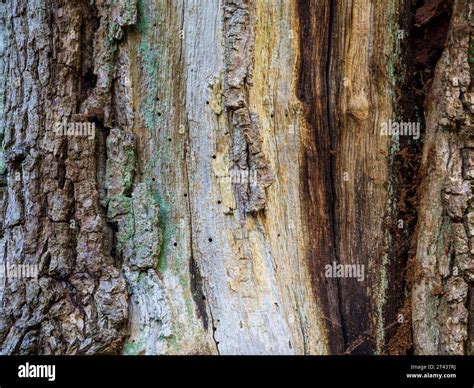 Bark And Coloured Tree Detail Harcourt Arboretum Oxfordshire England