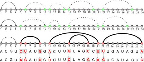 Loop Decomposition Here A Hairpin Loop I An Interior Loop Ii A Download Scientific