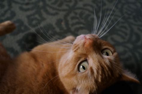 Безплатна снимка фауна наблизо нос мустаци муцуна гръбначен малки и средни котки котка