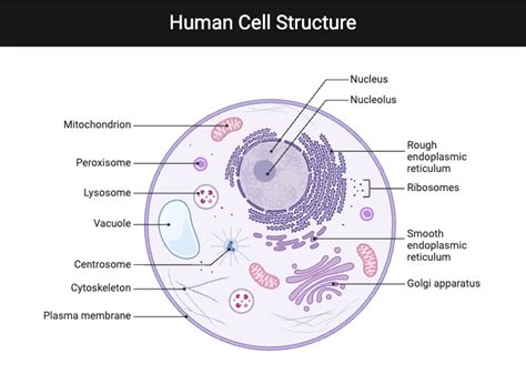 Human Cell Structure And Functions Biology Notes Online