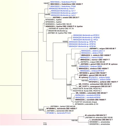 Phylogenetic Relationship Of Linnemannia Complex Based On Rdna Its
