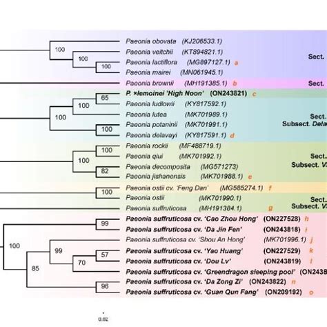Phylogenetic Tree Constructed Using The Maximum Likelihood Ml Method