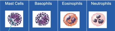 Immune System Flashcards Quizlet