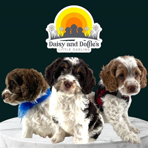 Daisy And Dollies Little Darlins Unique Cockapoo Puppies