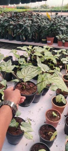 Caladium Indoor Plant At Rs 35 Piece Decorative Plant In Nashik Id