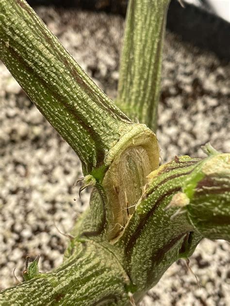 Stem Split X2 Yikes Grow Question By Littlenugget Growdiaries