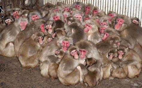 暖冬でもサル団子 銚子渓自然動物園お猿の国 ニュース COOL KAGAWA 四国新聞社が提供する香川の観光情報サイト