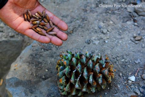 Chilgoza Dry Fruit Plant Save 35 Nz