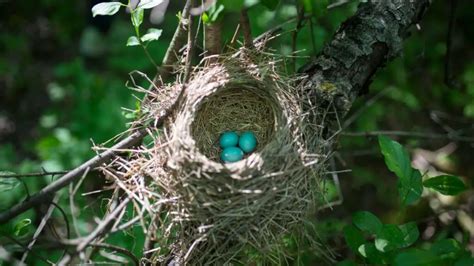 What Kind Of Birds Lay Blue Eggs All About Colored Eggs And Bird
