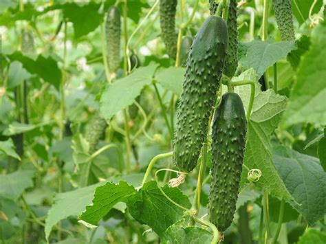 بذر هیبرید خیار میراژ دانژه بذر مانا