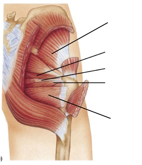 Deep Lateral Rotators Diagram Quizlet