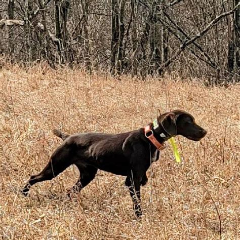 Well Started Female Liver Gsp 7 Mo