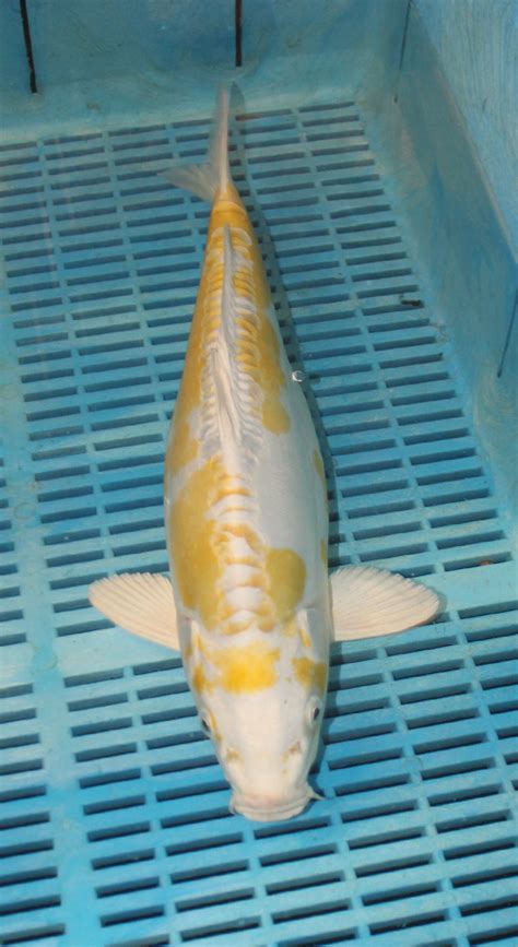 12/14" Hand Selected High Grade (KN1417) - Aquatics To Your Door
