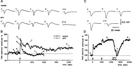 Figure 1 From Postsynaptic Hebbian And Non Hebbian Long Term