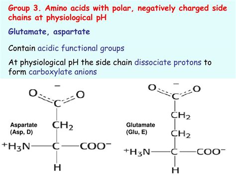 Ppt Amino Acids Powerpoint Presentation Free Download Id4036476