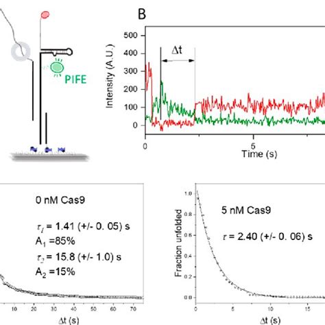 Cas9 Enhances Sgrna Folding Kinetics Cas9 Removes Slow Folding Sgrna Download Scientific