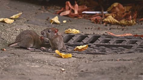 Rising Rat Populations Linked To Warming Temperatures Urban Growth
