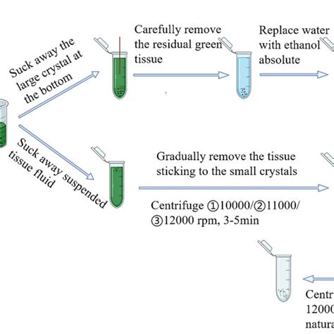 The Method Of Collecting Caox Crystal Through Differential Download Scientific Diagram