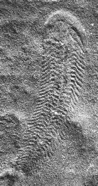 Ediacara Fauna Definition Biota And Facts