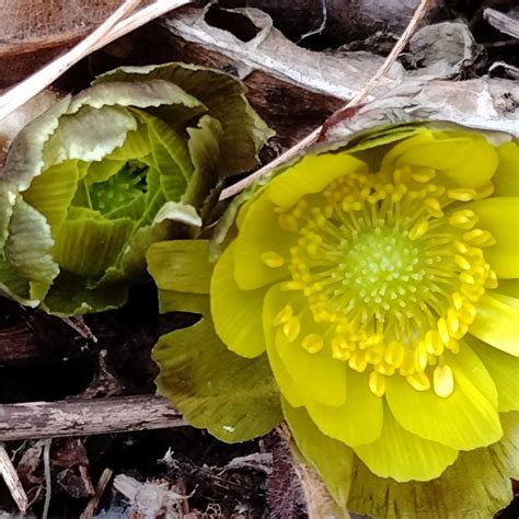 福寿草 ぷくの散歩道