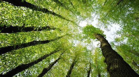 Implementing A Decision Tree Using C50 Algorithm In R Datafloq